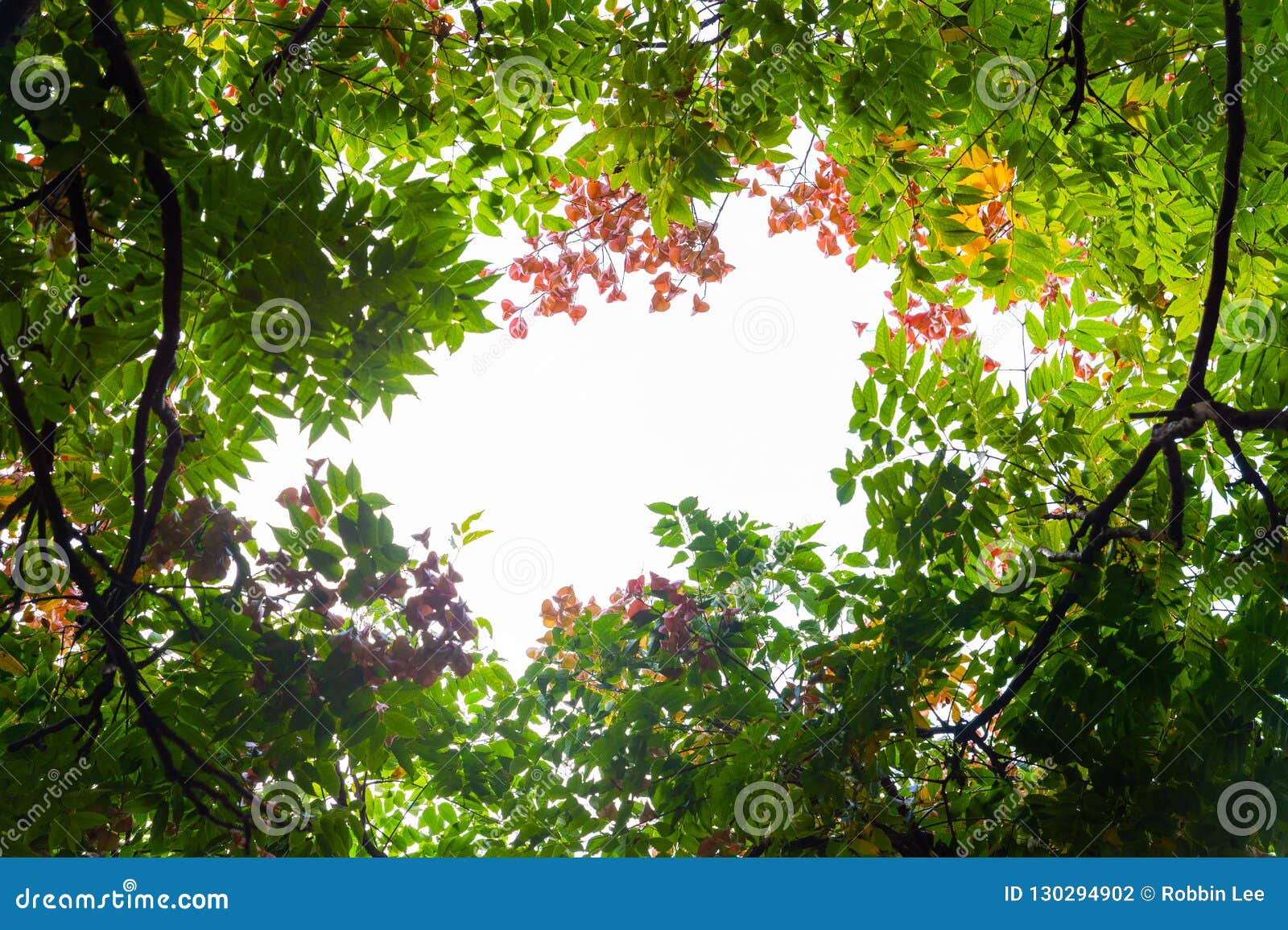 Top View with Tree Branch and Blue Sky Stock Photo - Image of nature ...