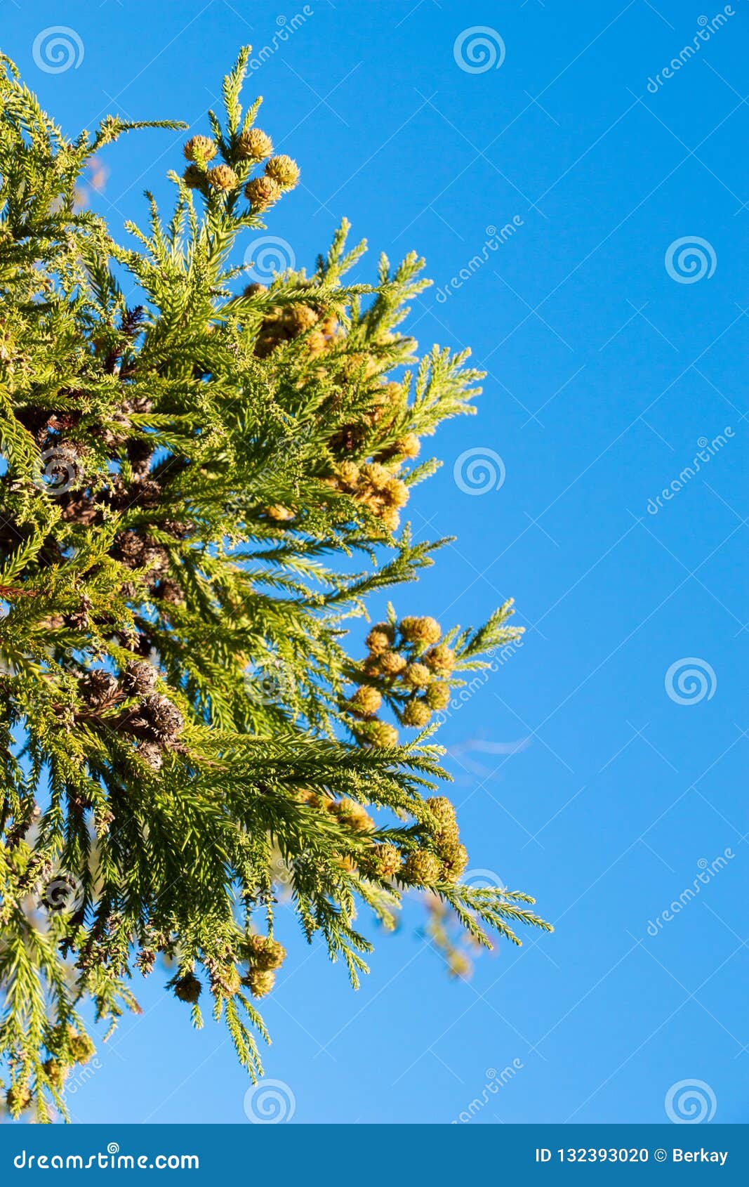 Top View Tree Leaves with Branches Growing in Botanical Park Stock ...