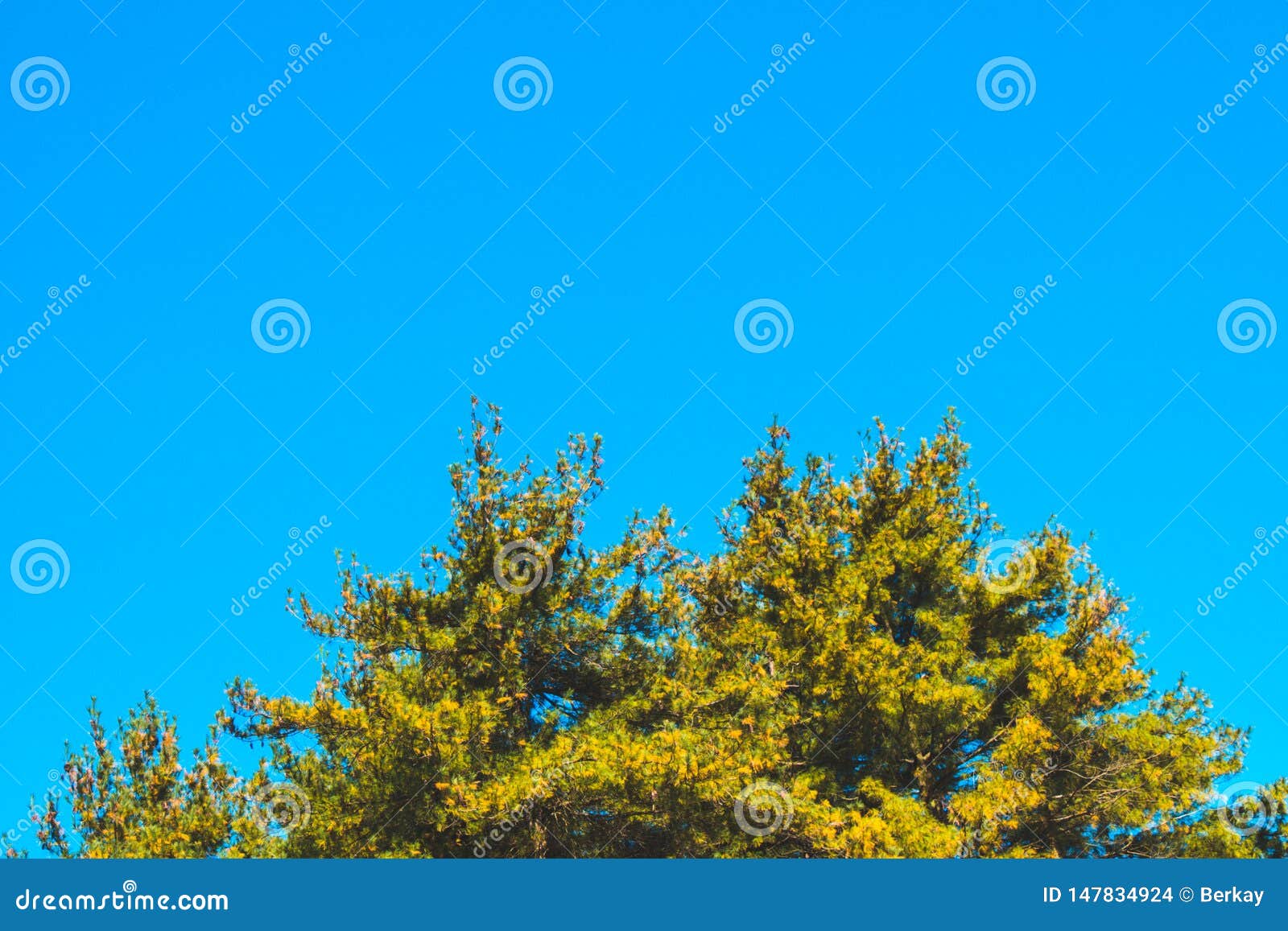 Top View Tree Leaves with Branches Growing in Botanical Park Stock ...