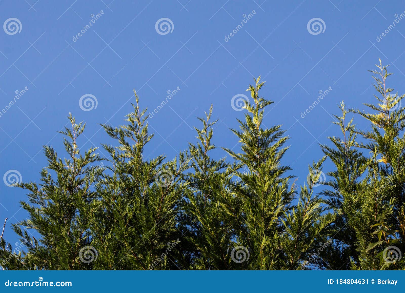 Top View Tree Leaves with Branches Growing in Botanical Park Stock ...