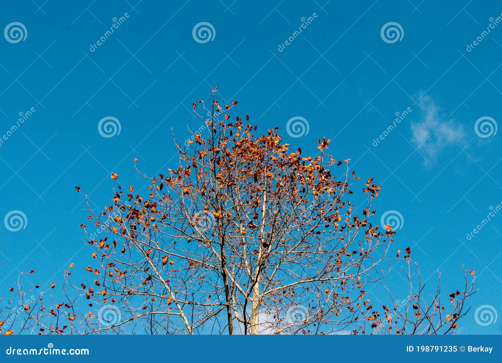 Top View Tree Leaves with Branches Growing in Botanical Park Stock ...