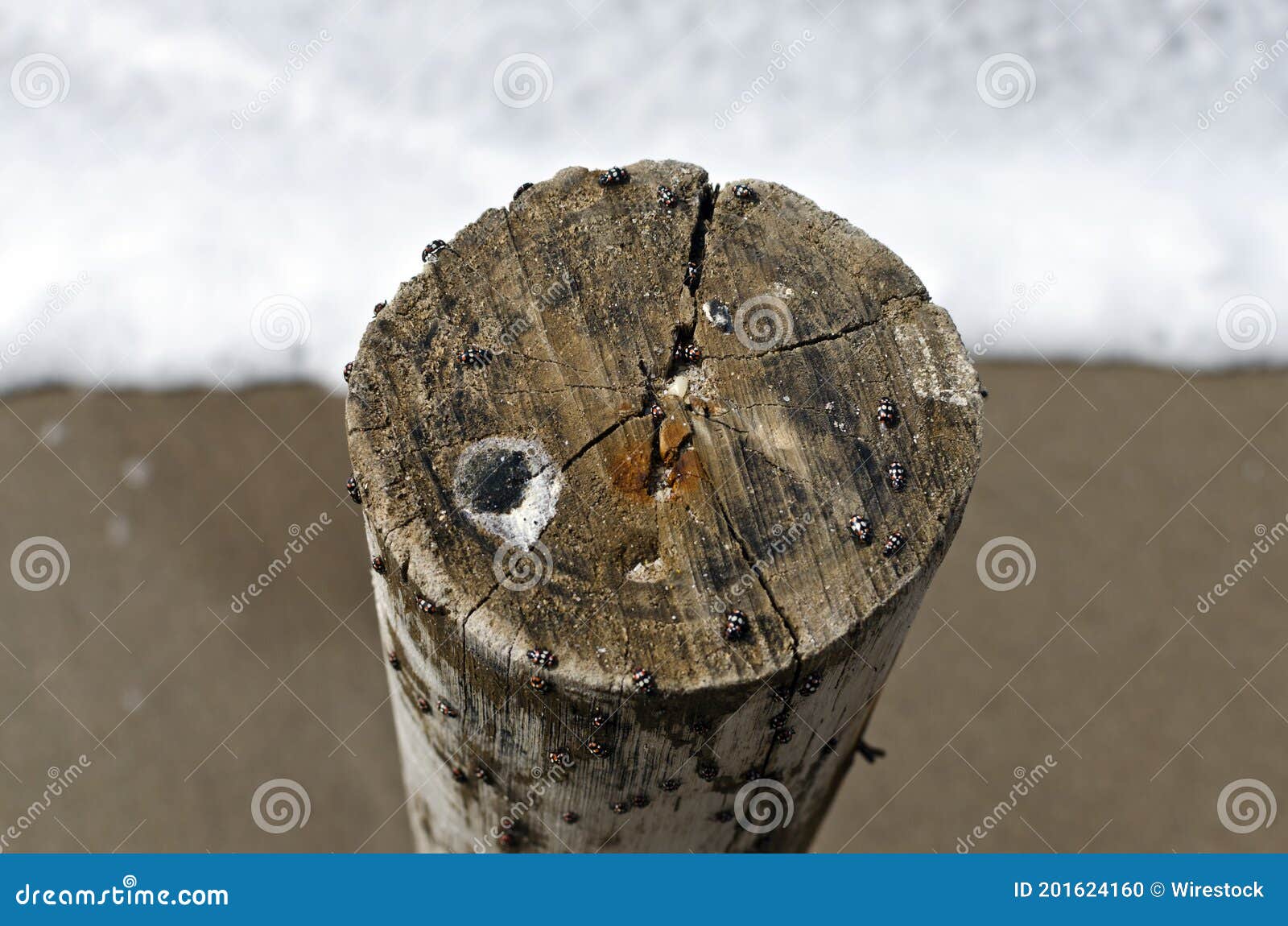 Top View of a Tree Log with Ladybugs on the Surface at the Beach Stock ...