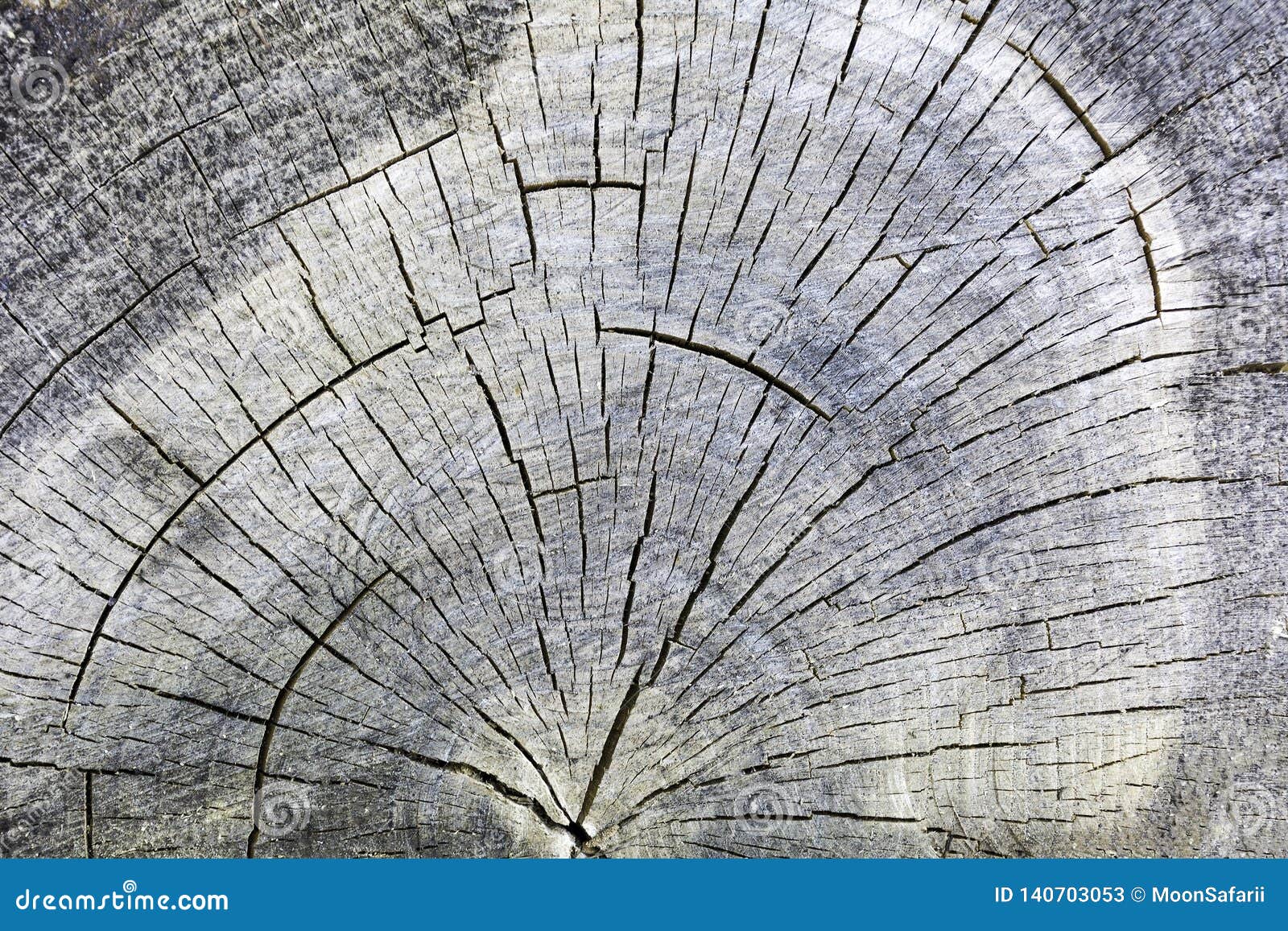 Top view of tree log stock image. Image of nature, broken - 140703053