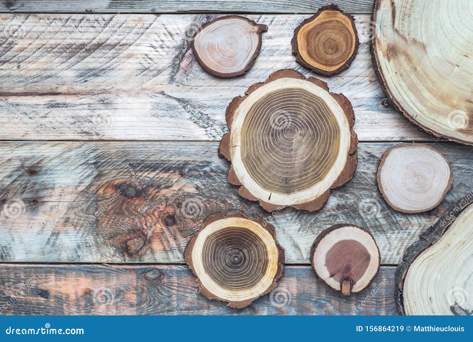 Top View of Tree Logs Cut Slices with Rings Stock Image - Image of ...