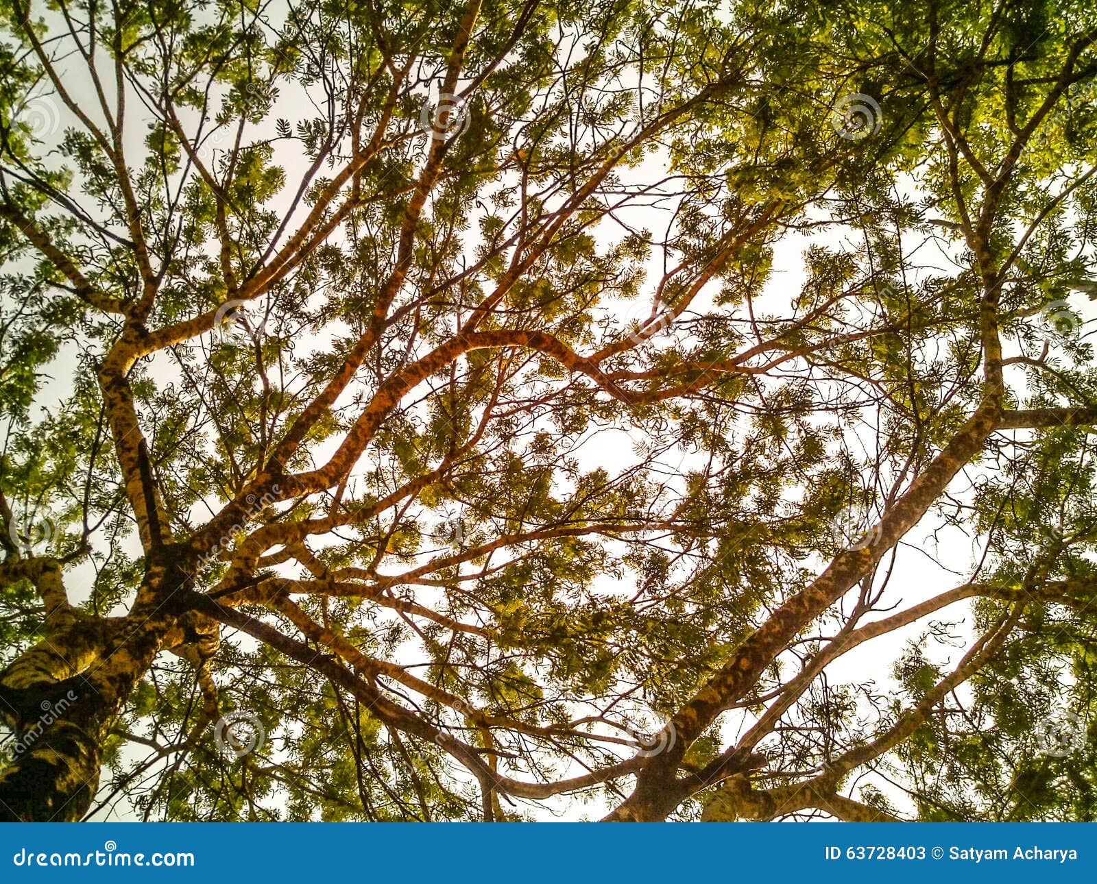 Top View of Tree stock image. Image of pachmarhi, tree - 63728403