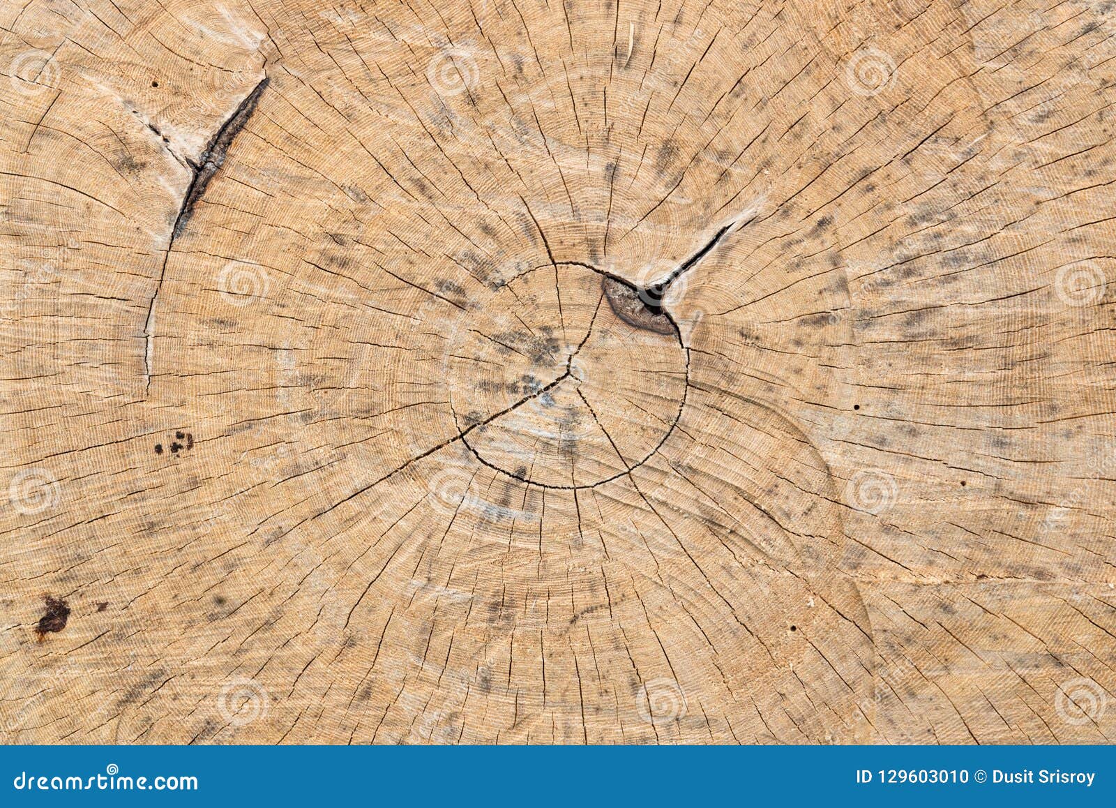 Top view of Tree Ring Log stock photo. Image of rough - 129603010