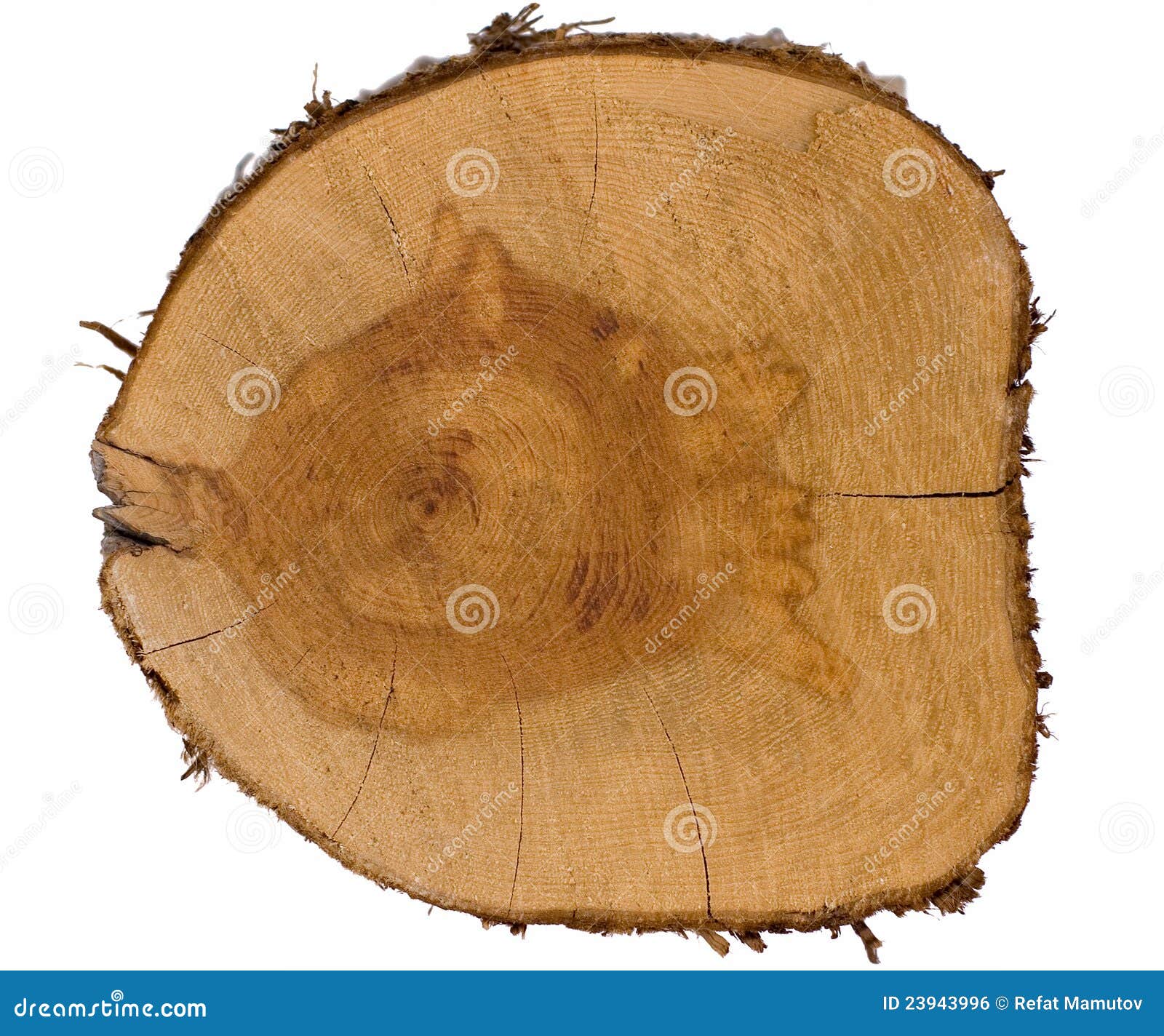 View Of Stump With Roots Royalty-Free Stock Image | CartoonDealer.com ...