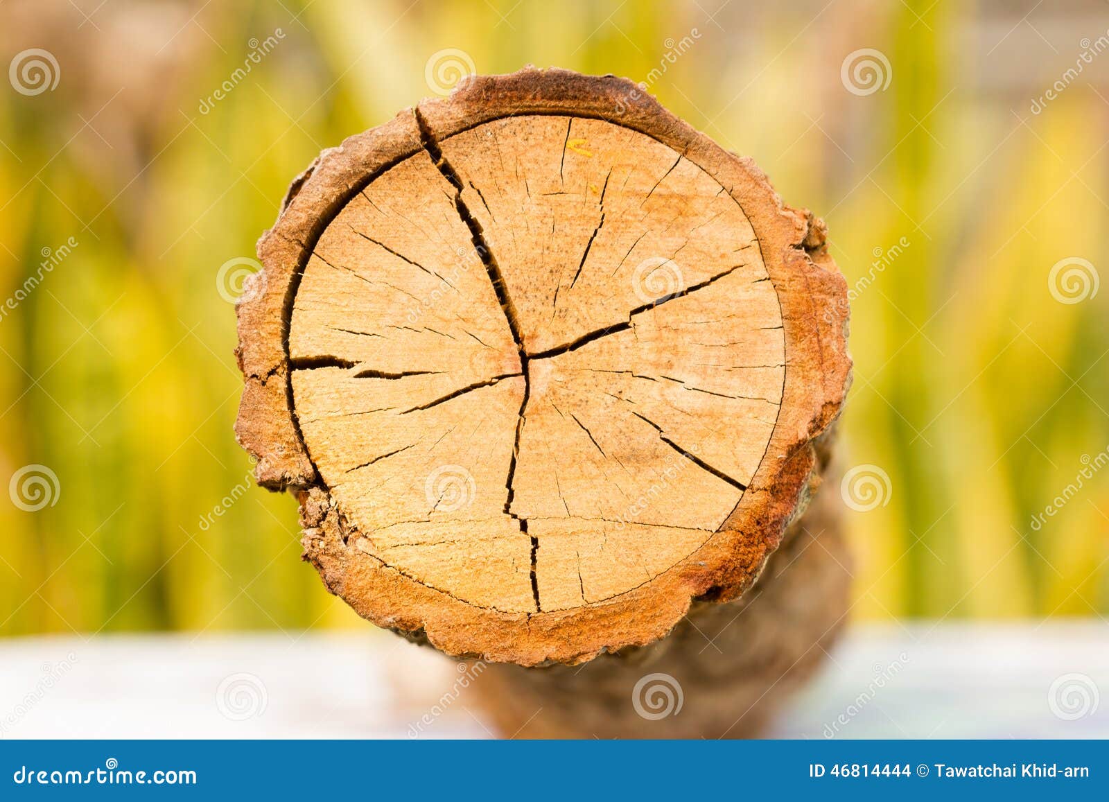 Top view of a tree stump stock photo. Image of bark, texture - 46814444
