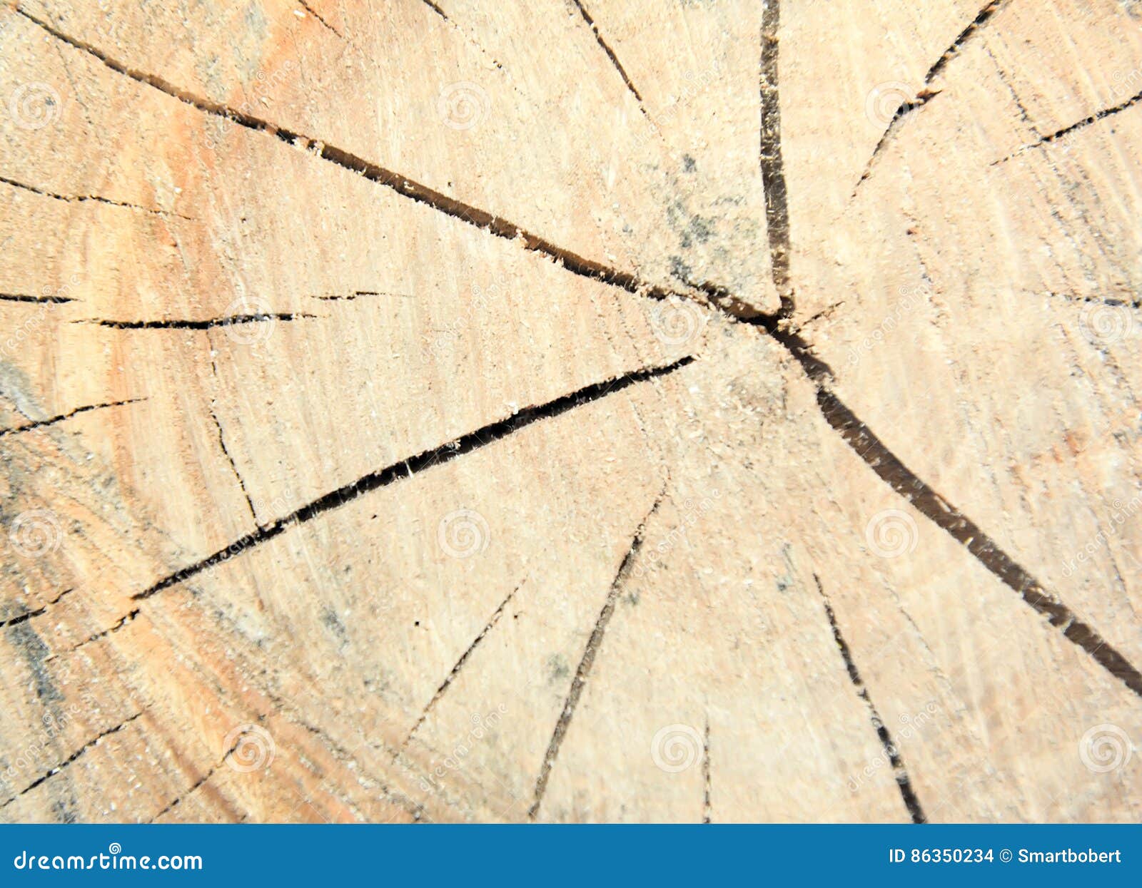 Top View of a Tree Stump on Background Radial Cracks Stock Photo ...