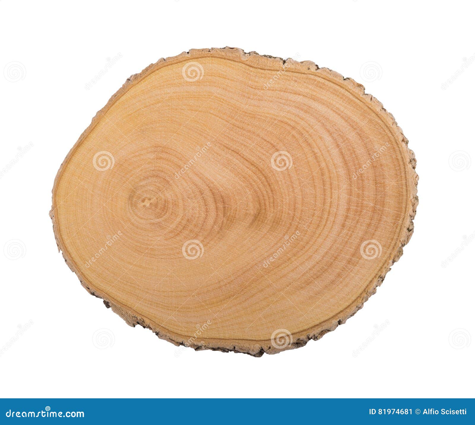 Top view of a tree stump stock image. Image of firewood - 81974681