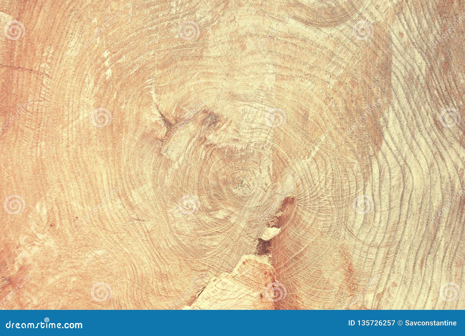 Top view of tree stump. stock image. Image of natural - 135726257