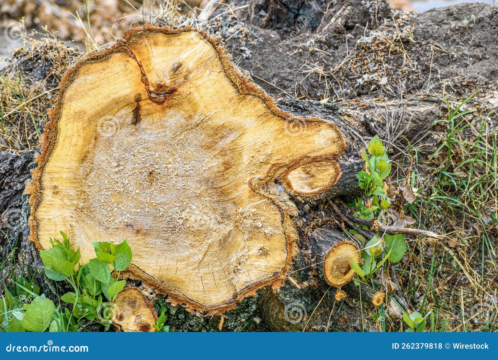 Top View of a Tree Stump with Greenery on the Ground Stock Photo ...