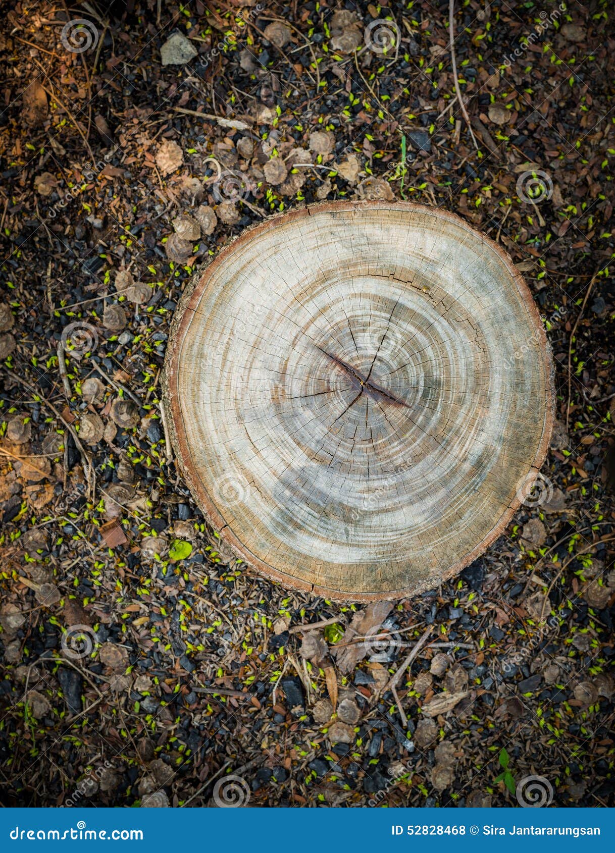 Top view of tree stump stock photo. Image of empty, background - 52828468