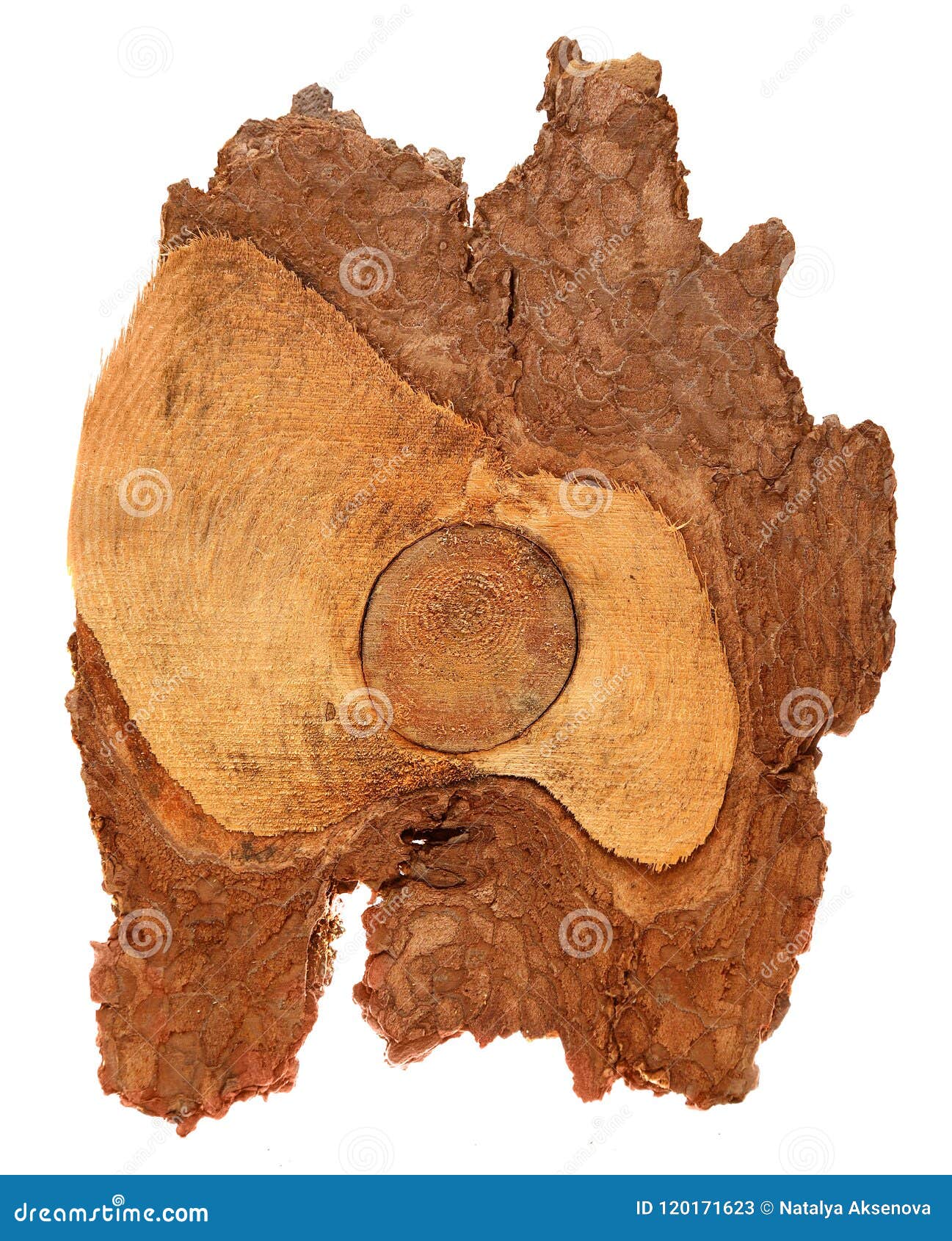 Top View of Tree Stump Isolated on White Background Stock Image - Image ...