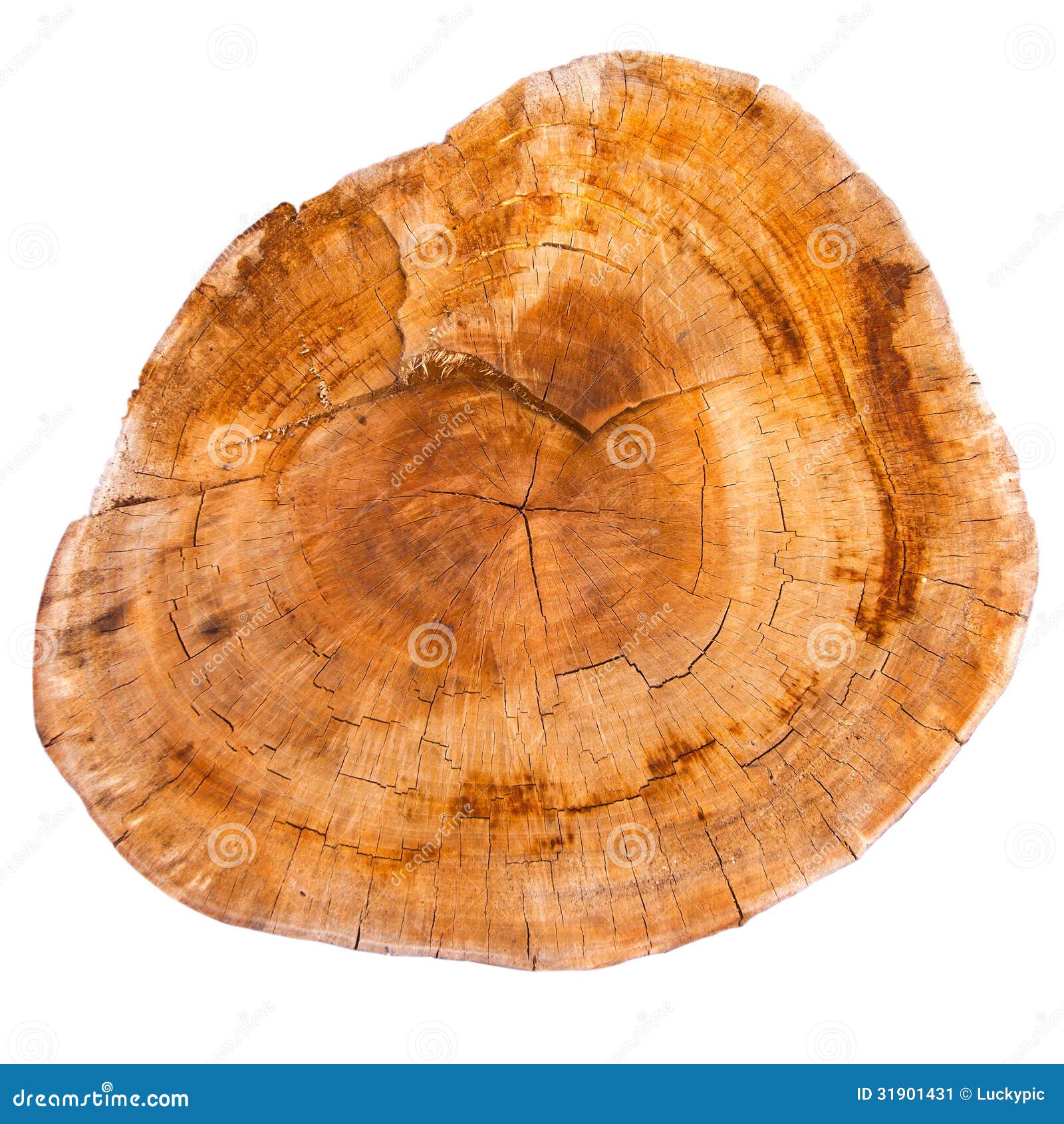 Top View of a Tree Stump Isolated on White Stock Image - Image of rough ... Top View of a Tree Stump Isolated on White Stock Image - Image of rough ...