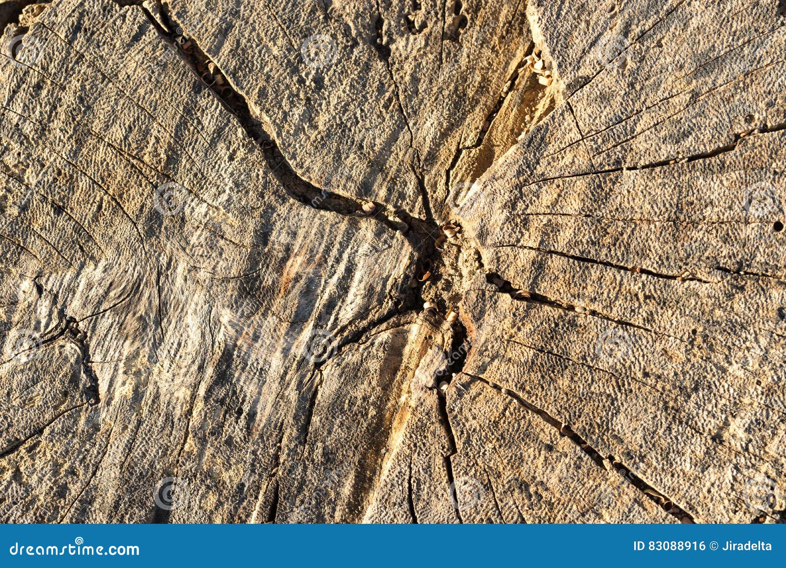 Top view of tree stump stock photo. Image of natural - 83088916