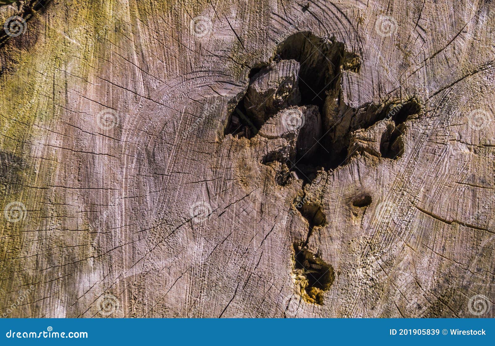 Top View of a Tree Stump Ring in a Field at Daylight Stock Image ...