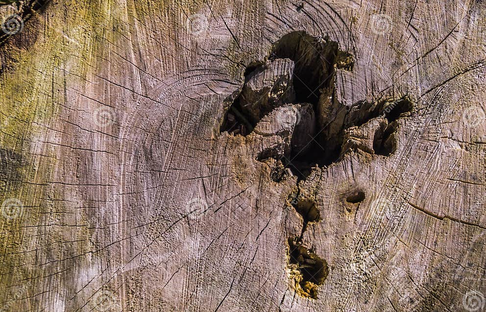 Top View of a Tree Stump Ring in a Field at Daylight Stock Image ...