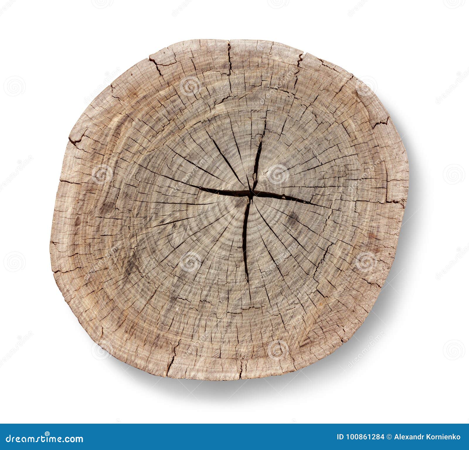 Top view of a tree stump stock photo. Image of bark - 100861284