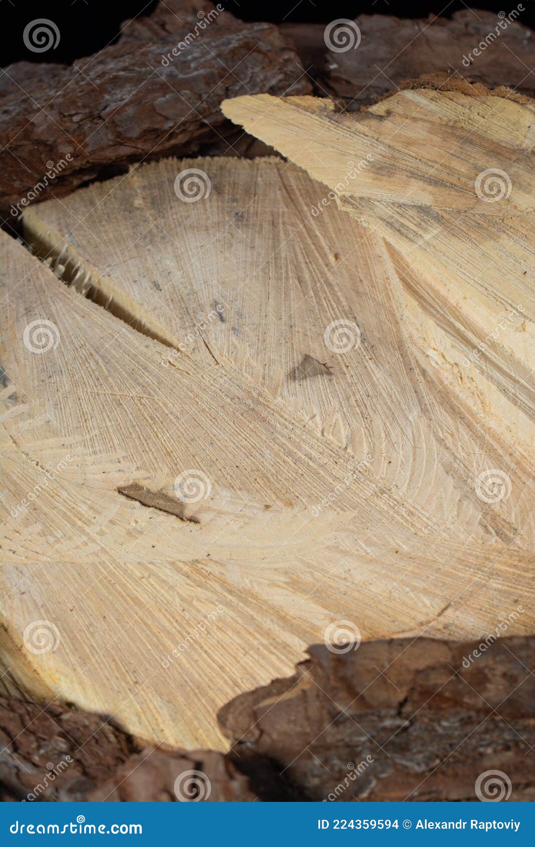 Top View of Tree Stump, Tree Structure, Tree in Cut Stock Photo - Image ...