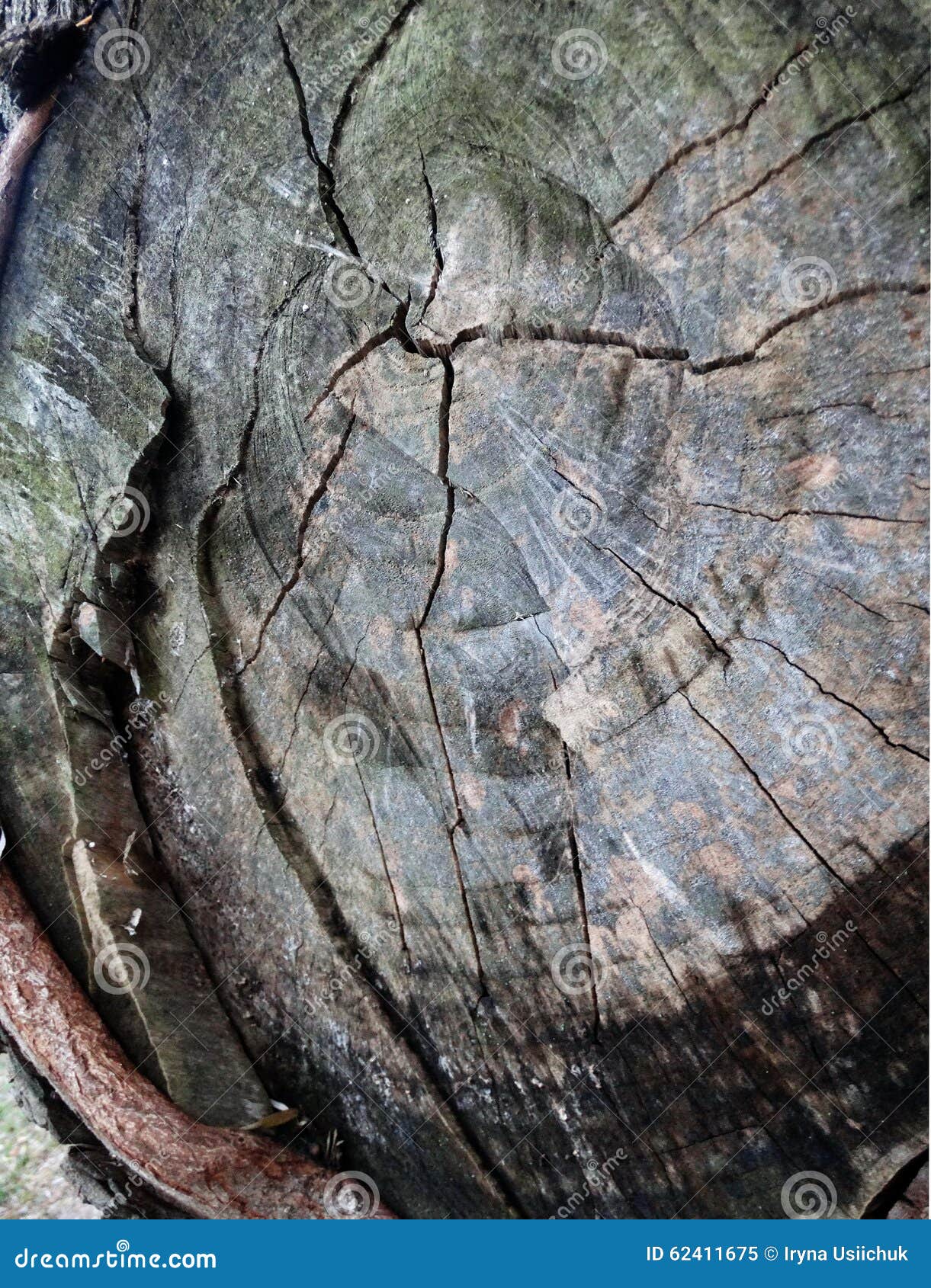 Top view of a tree stump stock image. Image of life, closeup - 62411675