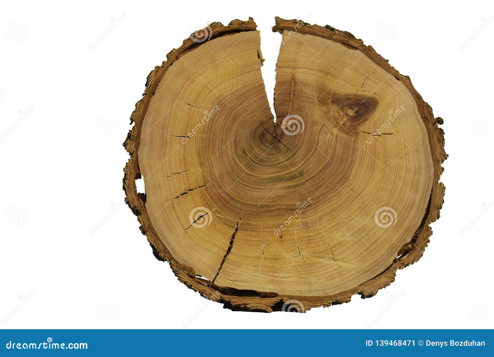 Top View of a Tree Stump on White Background Stock Image - Image of ...
