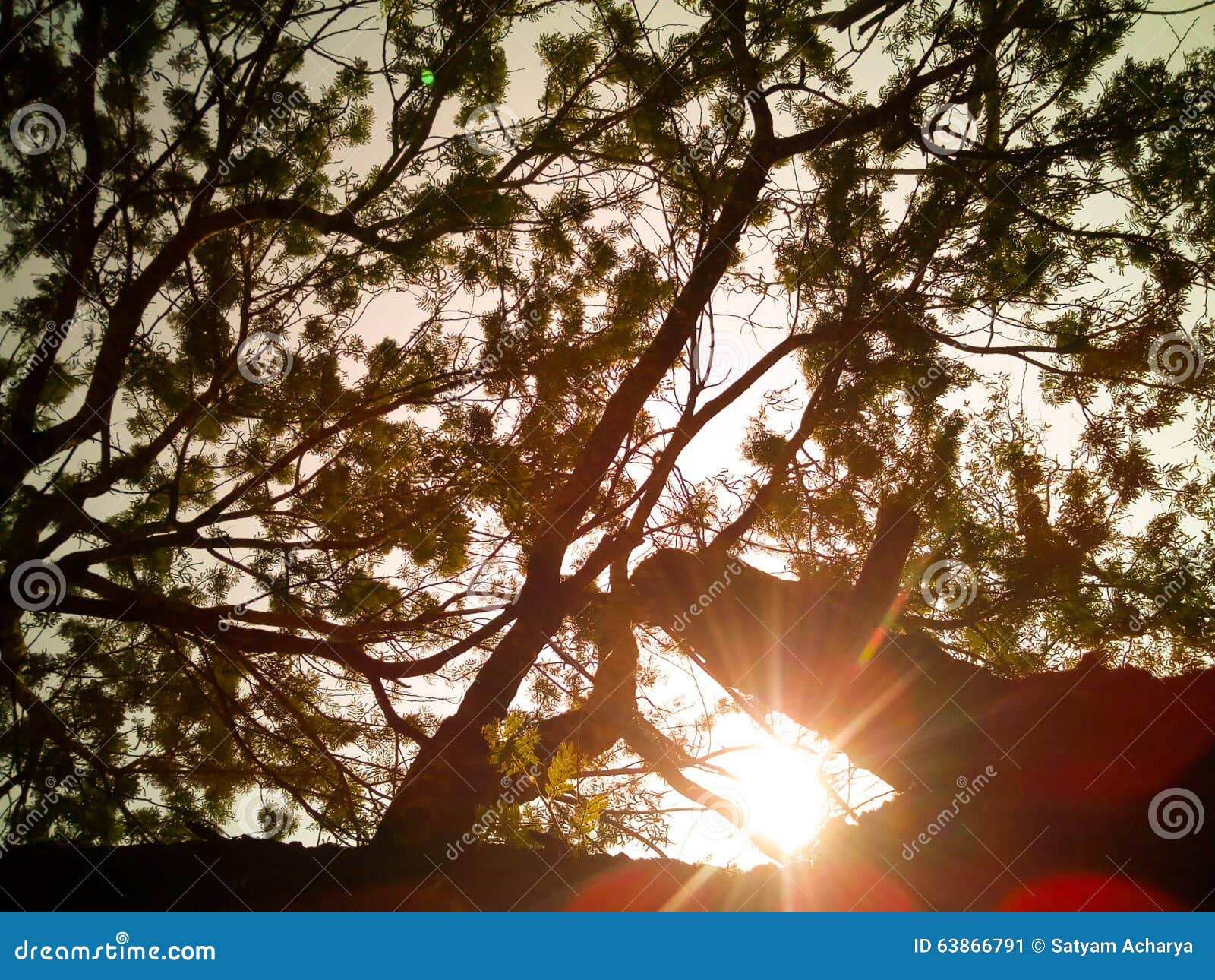 Top View of Tree with Sun Shine Stock Image - Image of view, beautiful ...