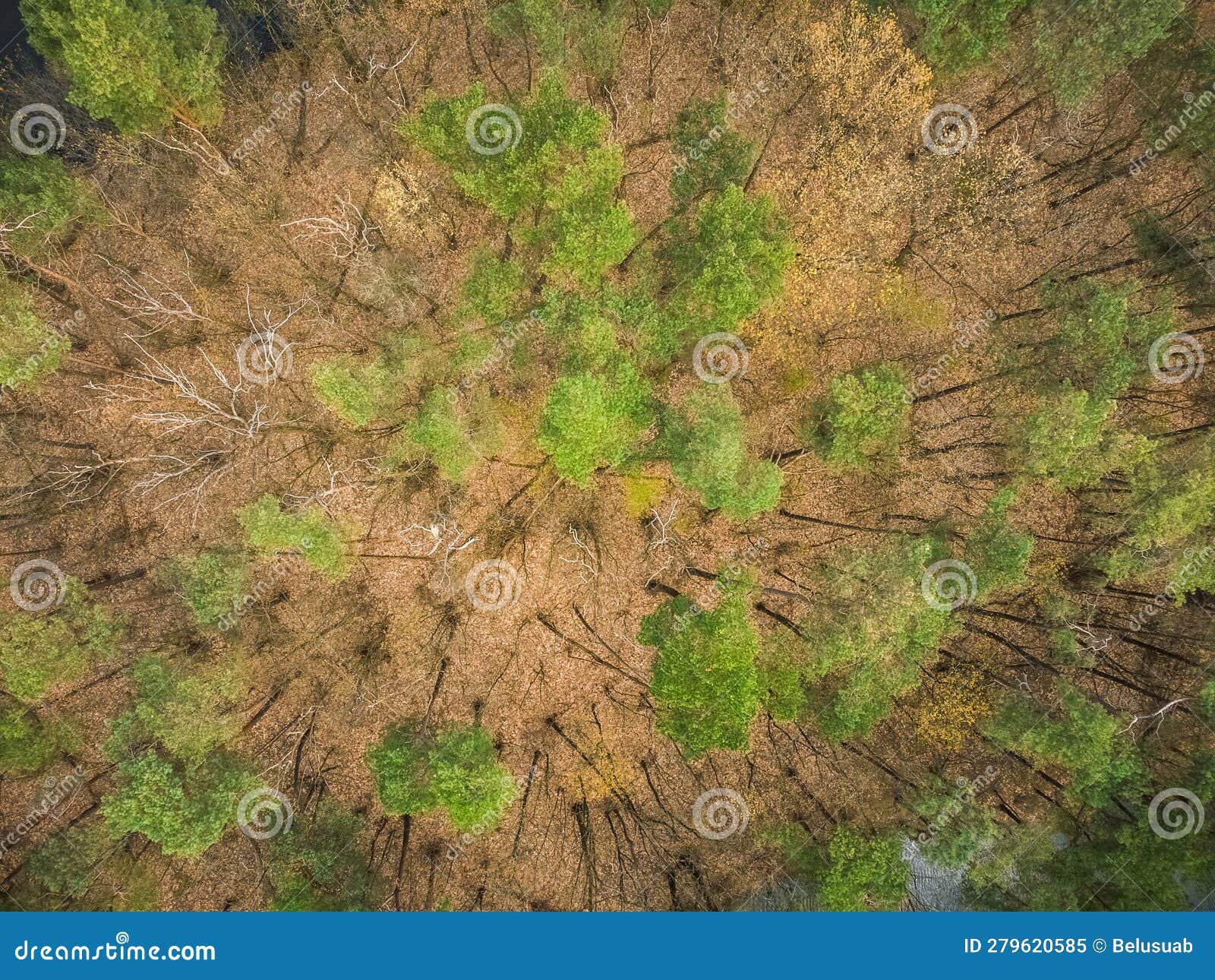 A Top View of the Tree Tops in a Sparse Forest Stock Image - Image of ...