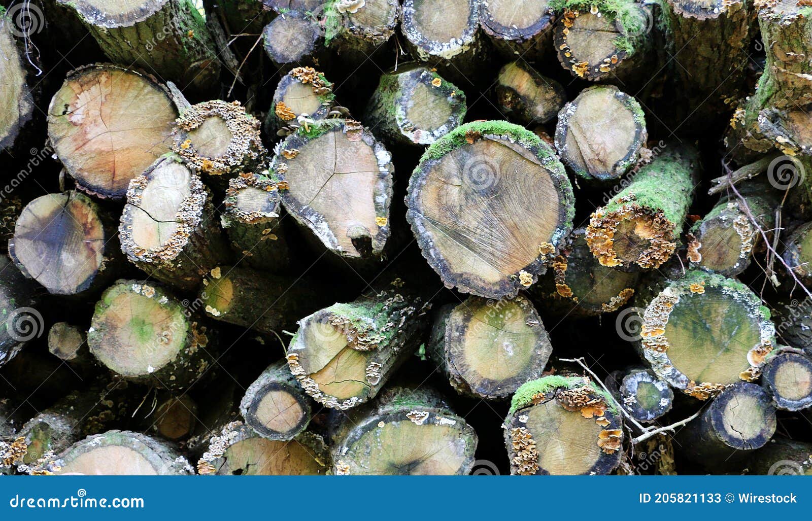 Top View of Tree Trunks Covered in Bloomed Moss. Colorful Wallpaper ...
