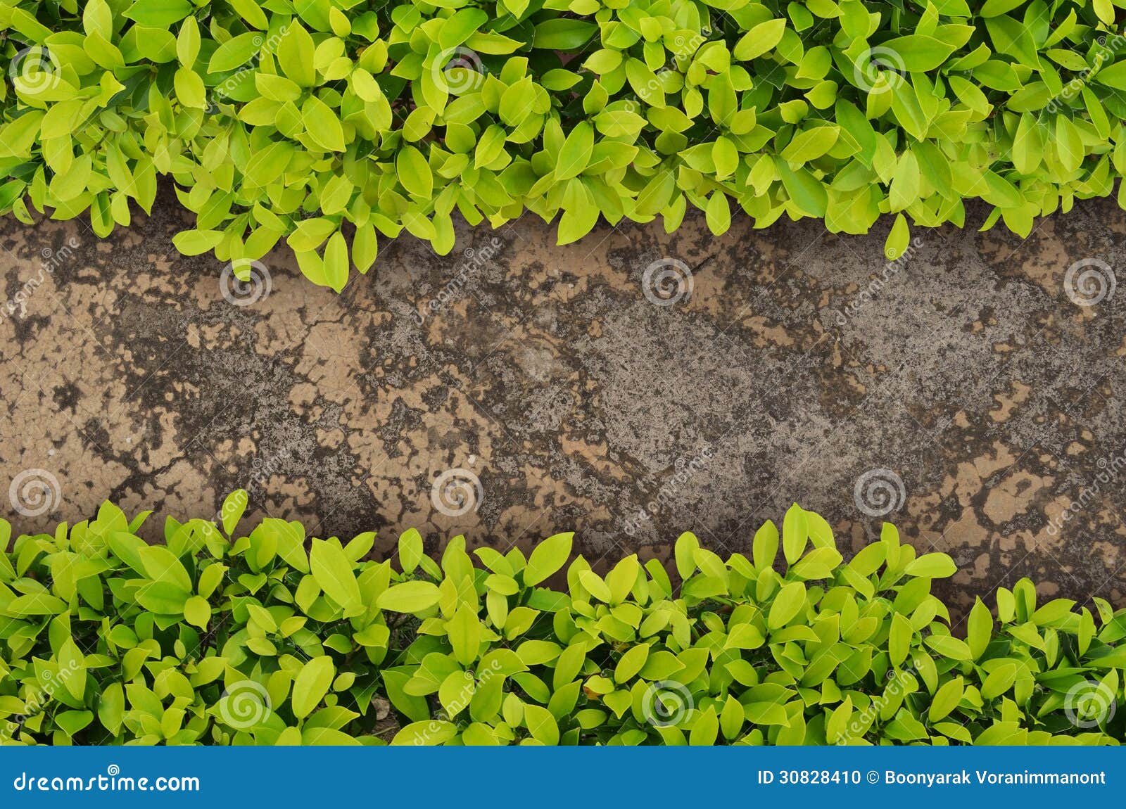 Top view of tree stock photo. Image of harvest, nature - 30828410