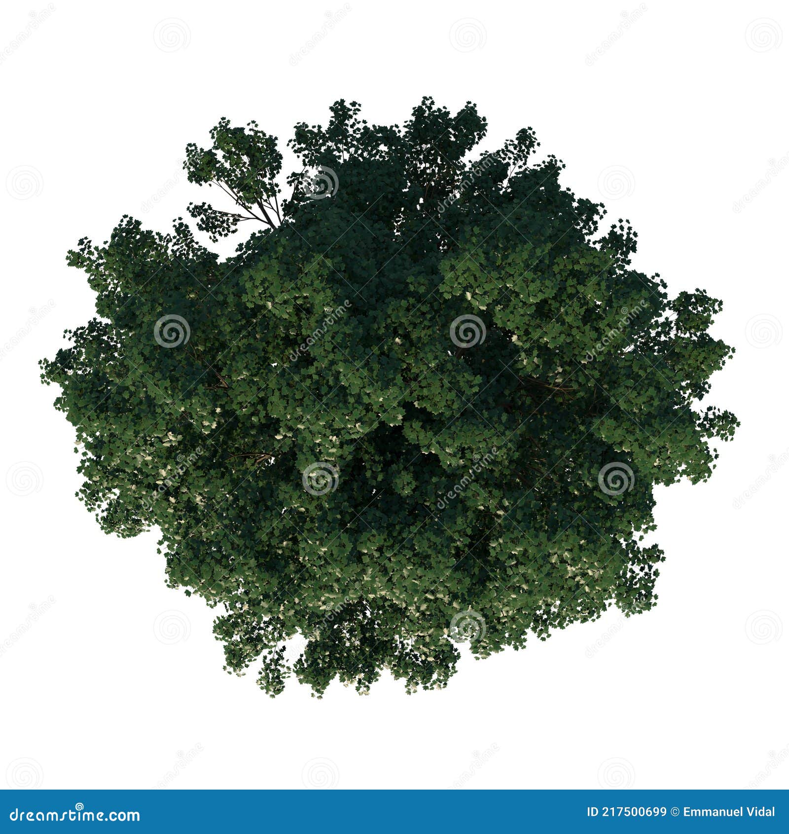 Top View Tree White Maple 2 White Background 3D Rendering Ilustracion ...