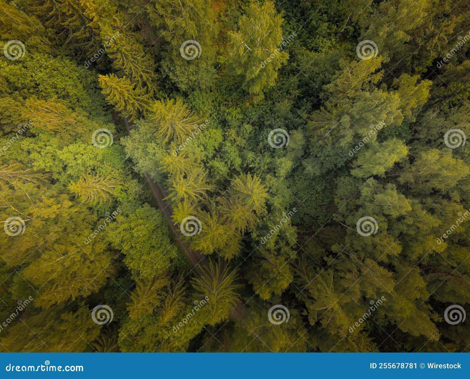 Top View of Trees in a Forest Stock Image - Image of wood, landscape ...