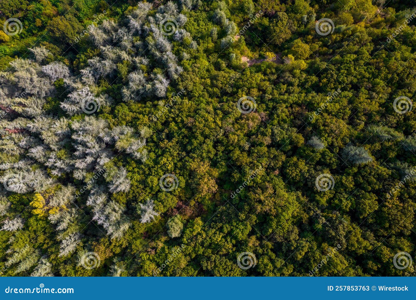 Top View of Trees in a Green Forest Stock Image - Image of closeup ...