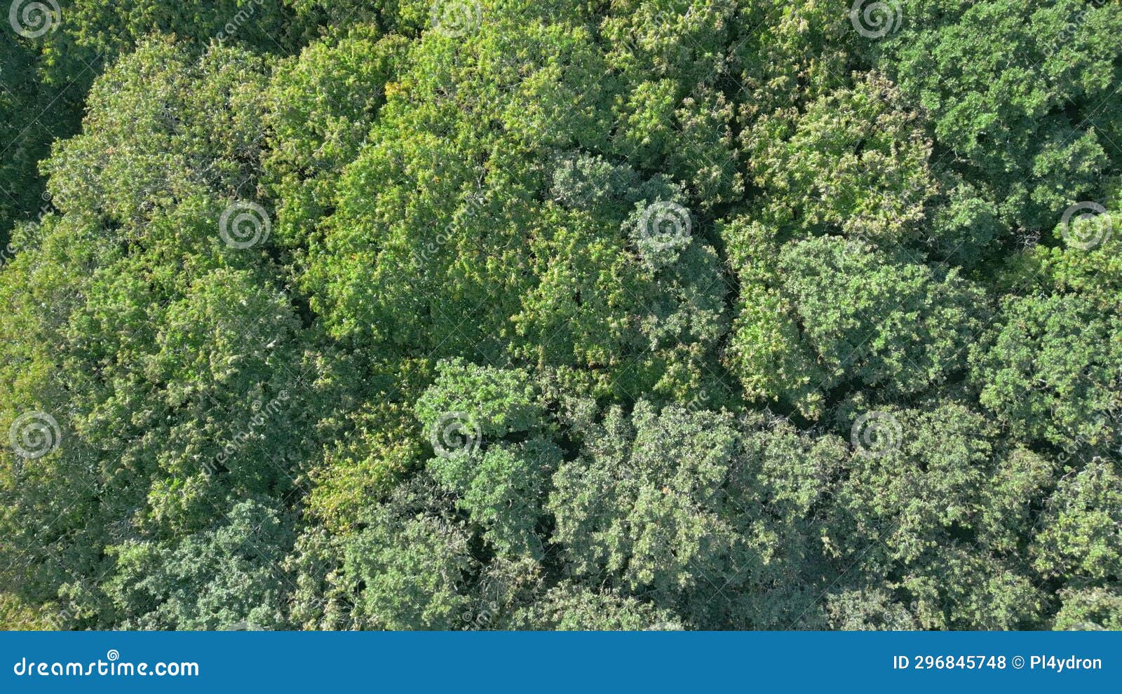 Top View of Treetops in Dense Forest - Drone Shot Stock Footage - Video ...
