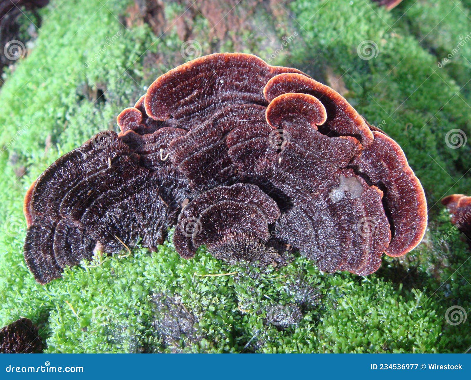 Top View of Trichaptum Abietinum with a Soft Surface on a Tree Trunk ...