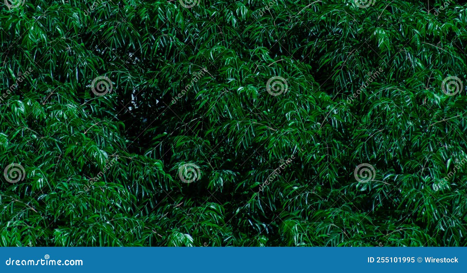 Top View of Tropical Green Leaves Background Stock Image - Image of ...
