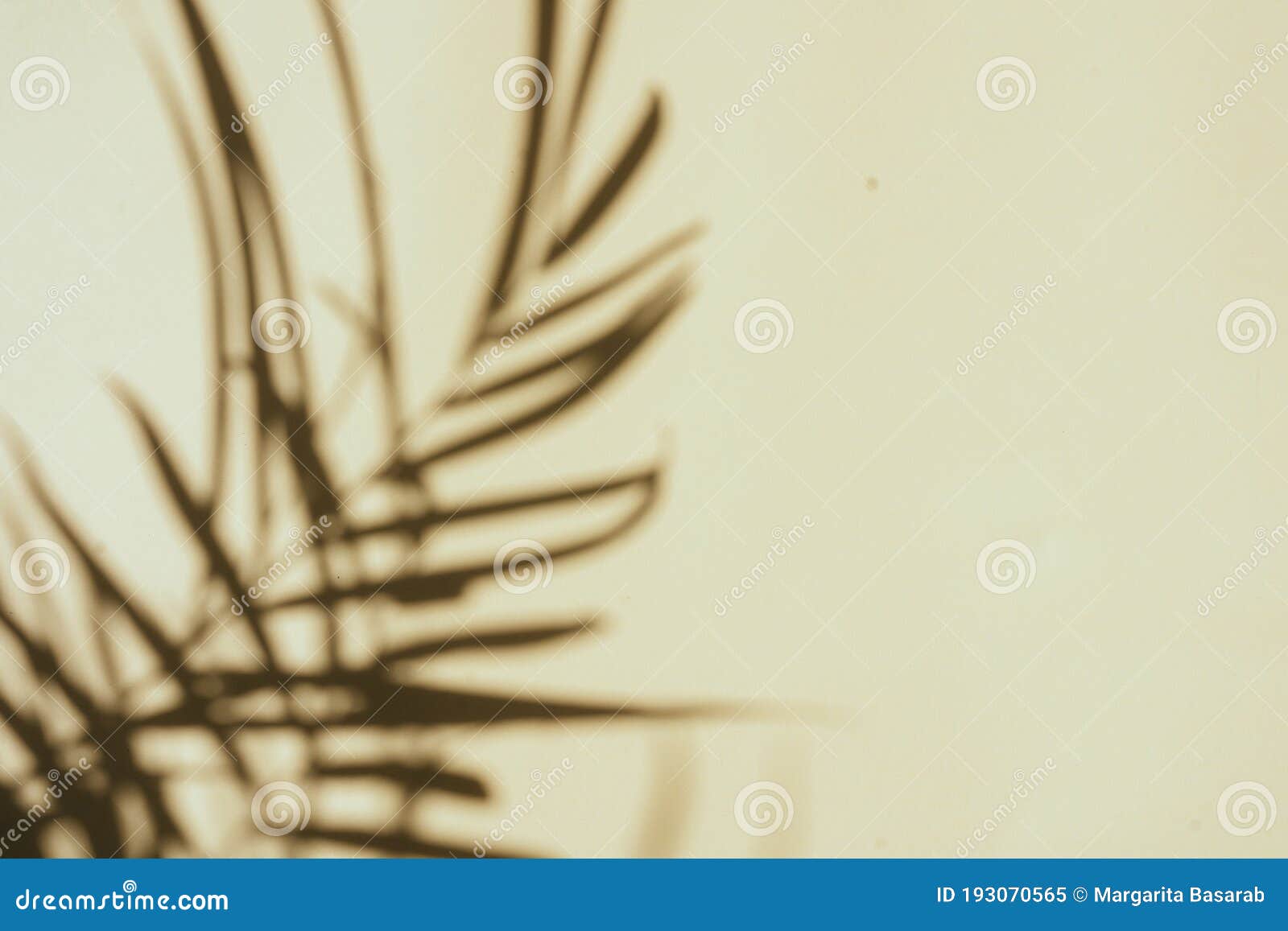 Top View of Tropical Leaf Shadow on Color Background. Stock Image ...