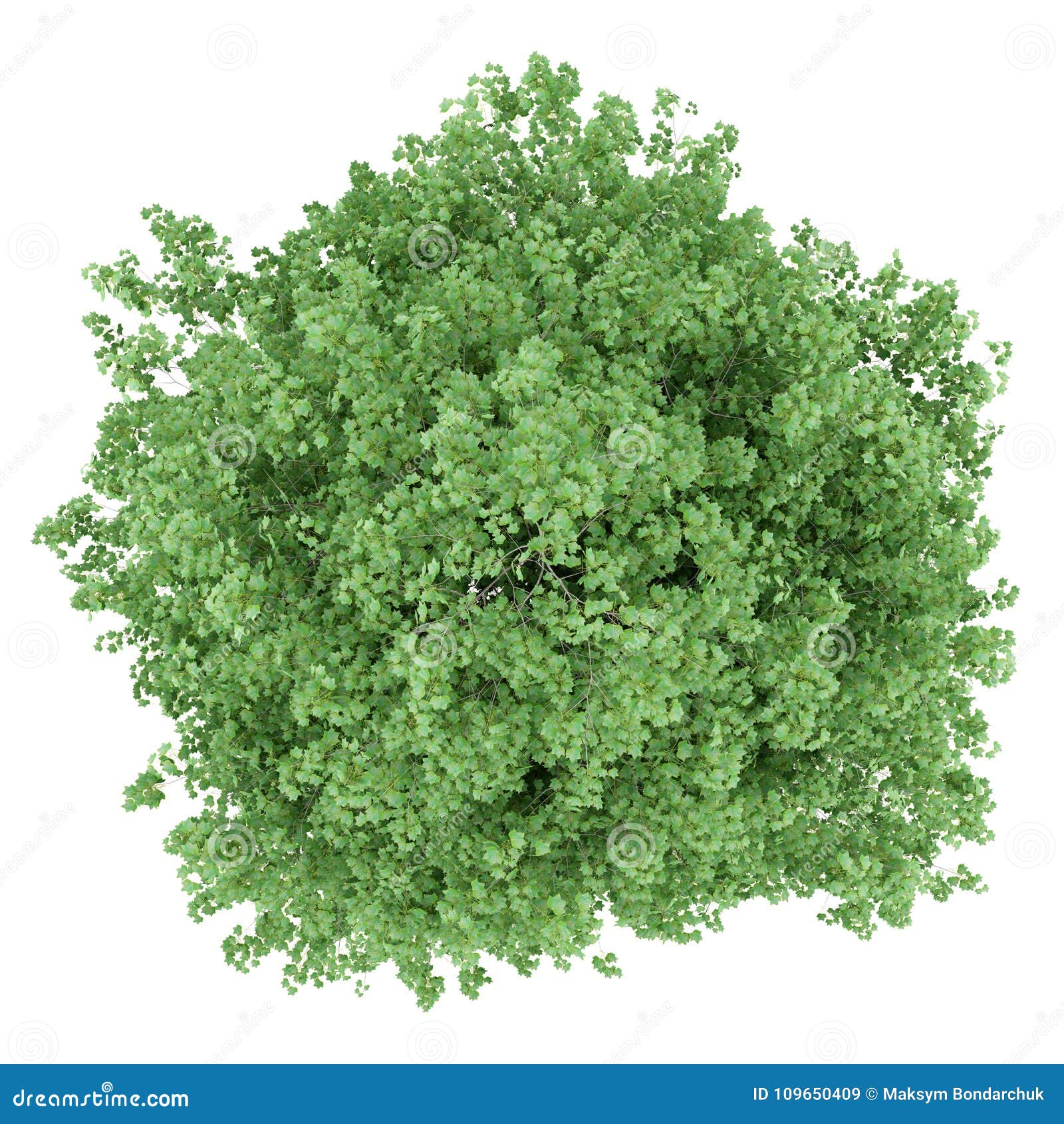 Top View of Tulip Tree Isolated on White Stock Illustration ...