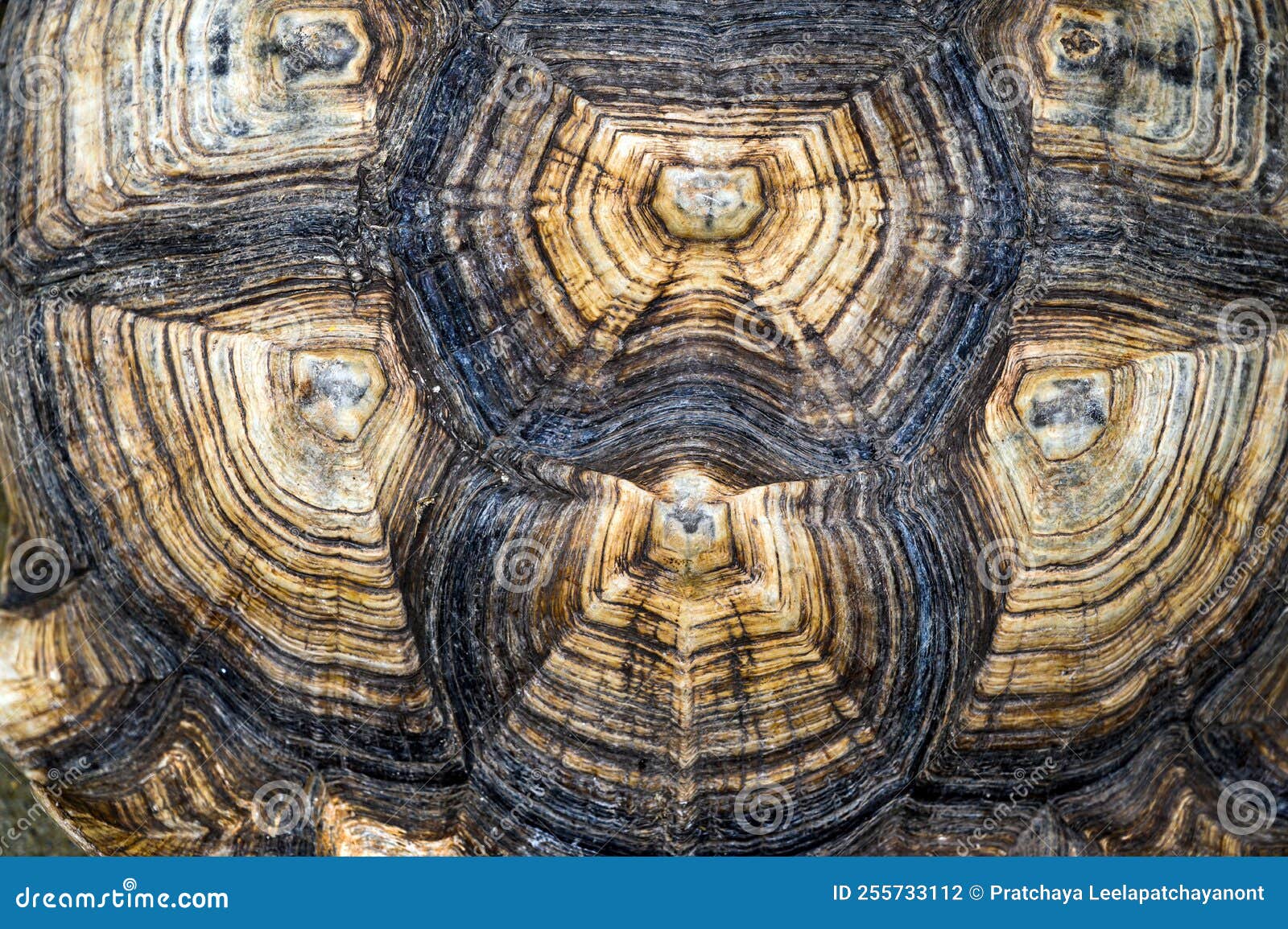Top View of Turtle Shell of Sulcata Tortoise or African Spurred ...