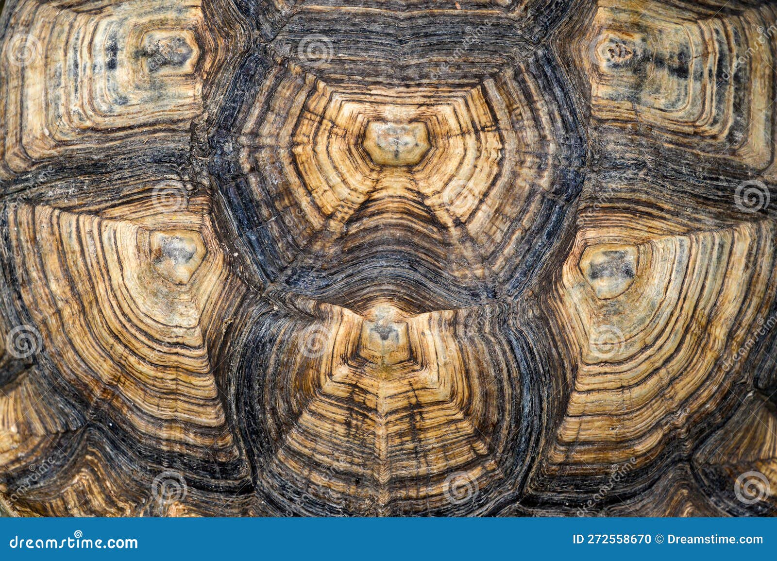 Top View of Turtle Shell of Sulcata Tortoise or African Spurred ...