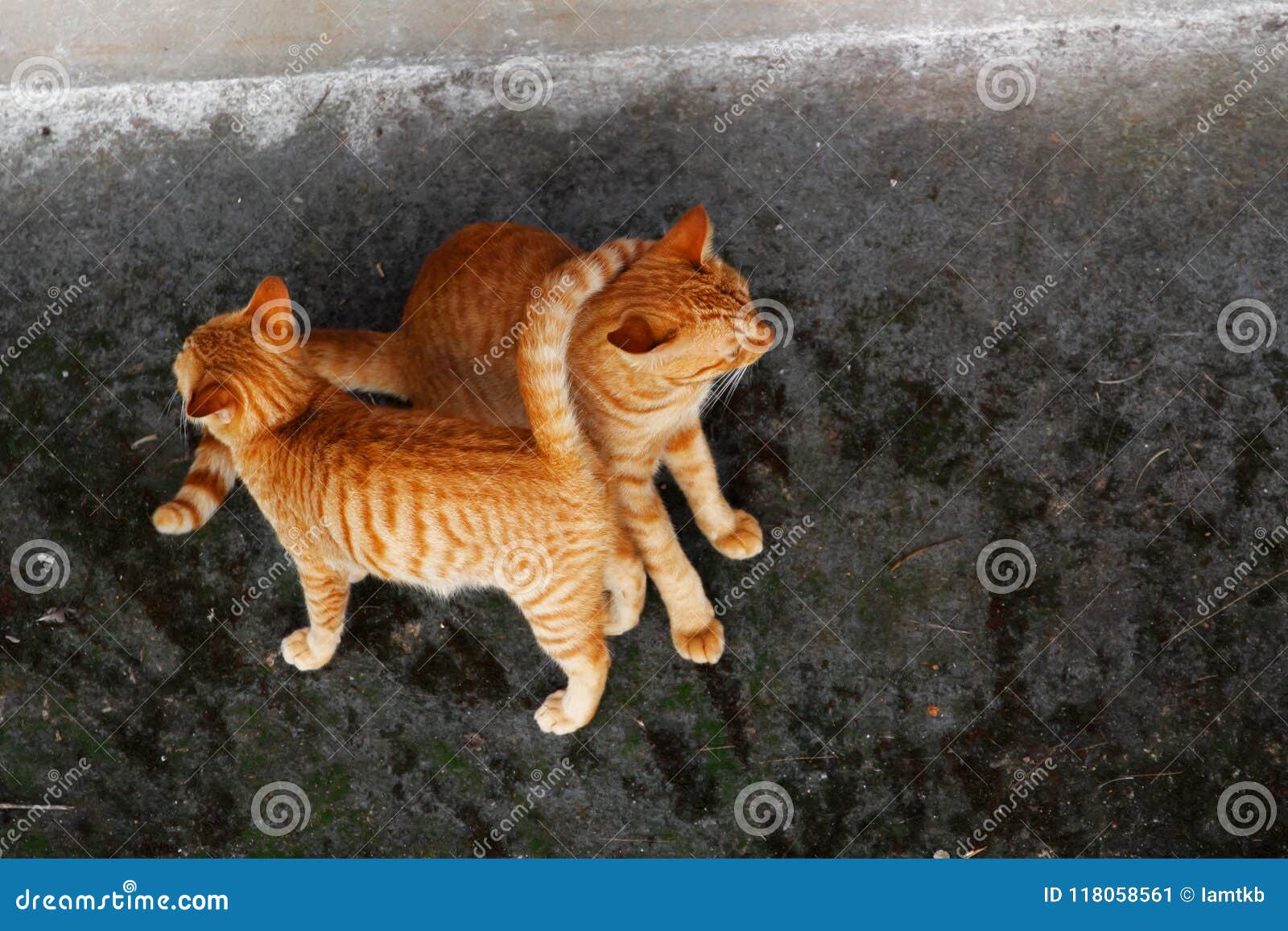 Two cats from above stock image. Image of group, stripe - 118058561
