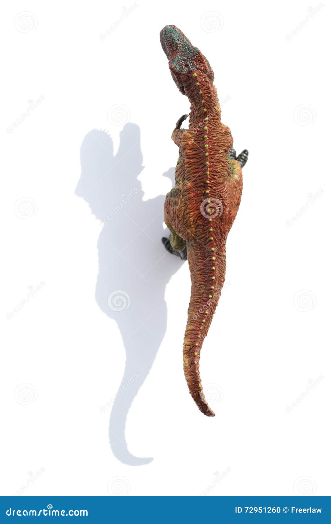 Top View Tyrannosaurus with Shadow on White Background Stock Photo ...