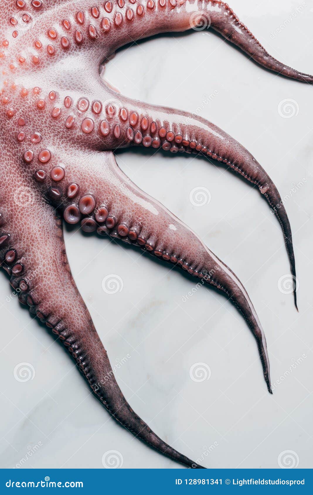 Top View of Uncooked Octopus on Light Stock Image - Image of gourmet ...
