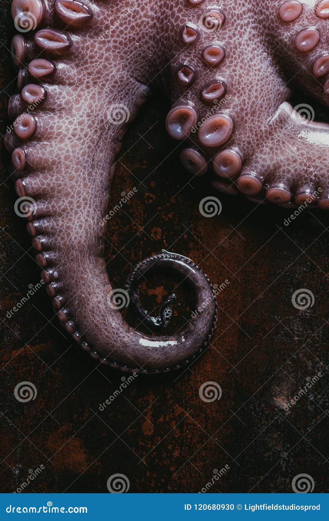 Top View of Uncooked Octopus Tentacles on Rusty Stock Photo - Image of ...