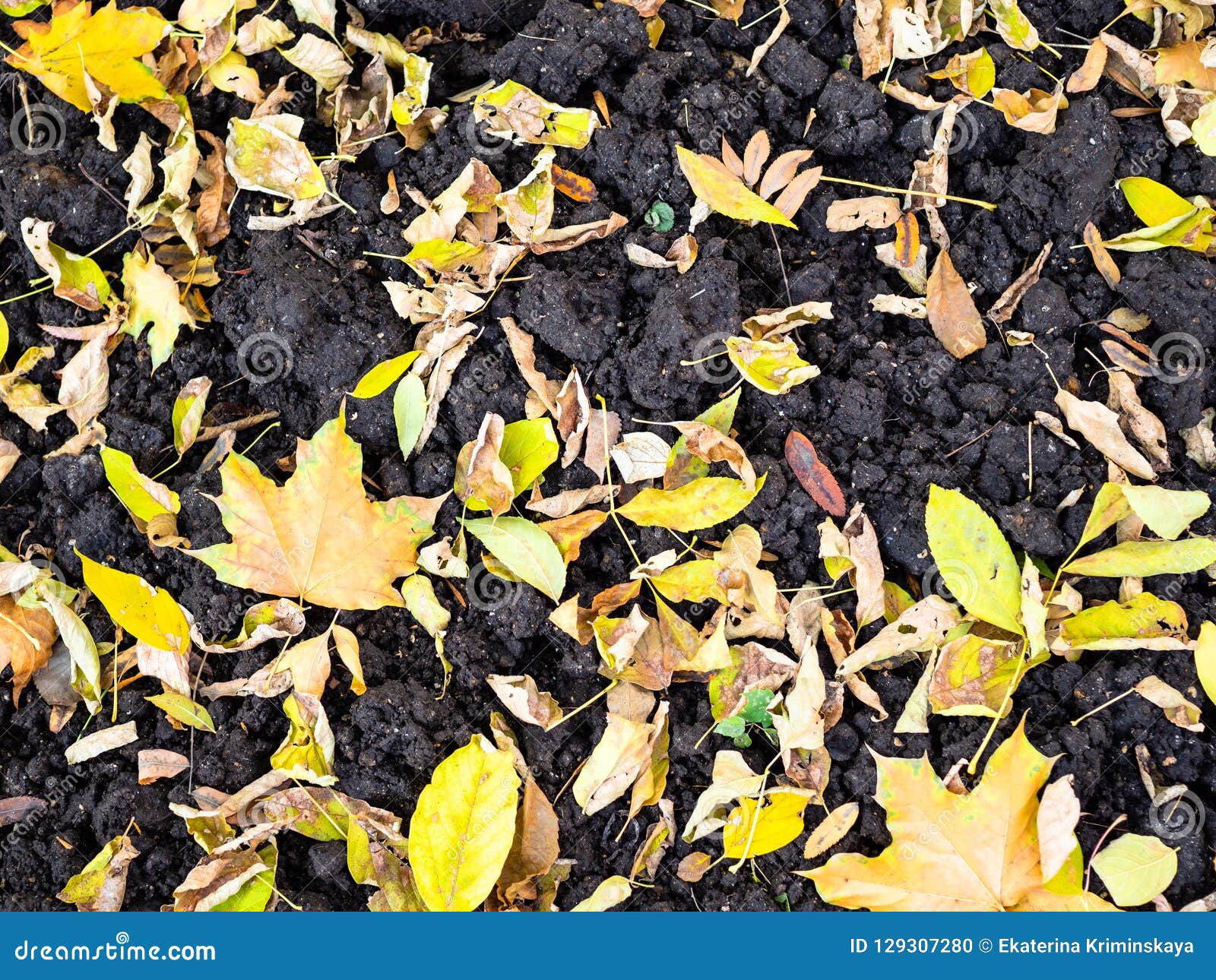 Top View of Various Fallen Leaves on Plowed Land Stock Photo - Image of ...