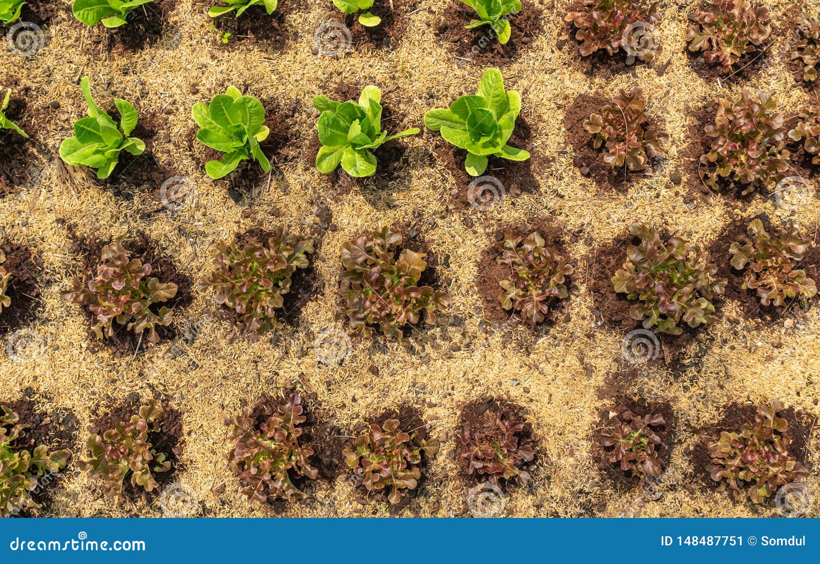 Top View Vegetable in Garden Stock Image - Image of plant, farm: 148487751
