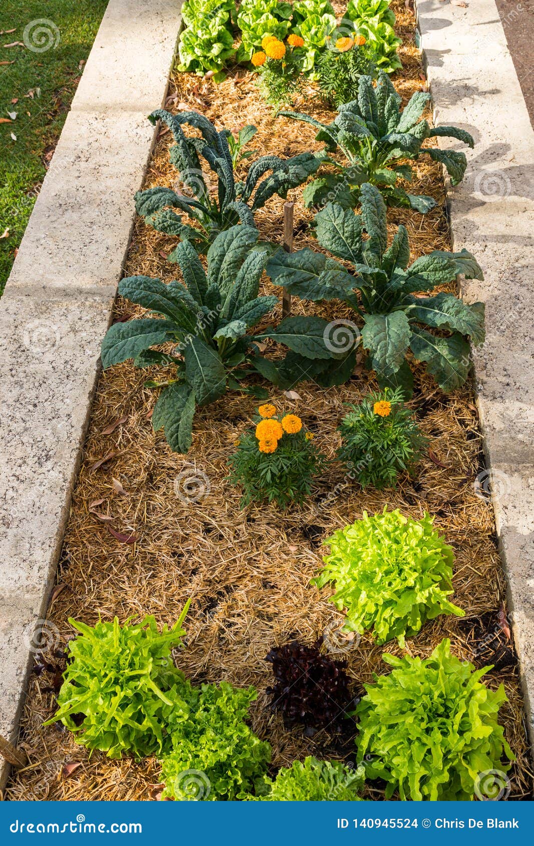 Top View Vegetable Garden stock photo. Image of brassica - 140945524