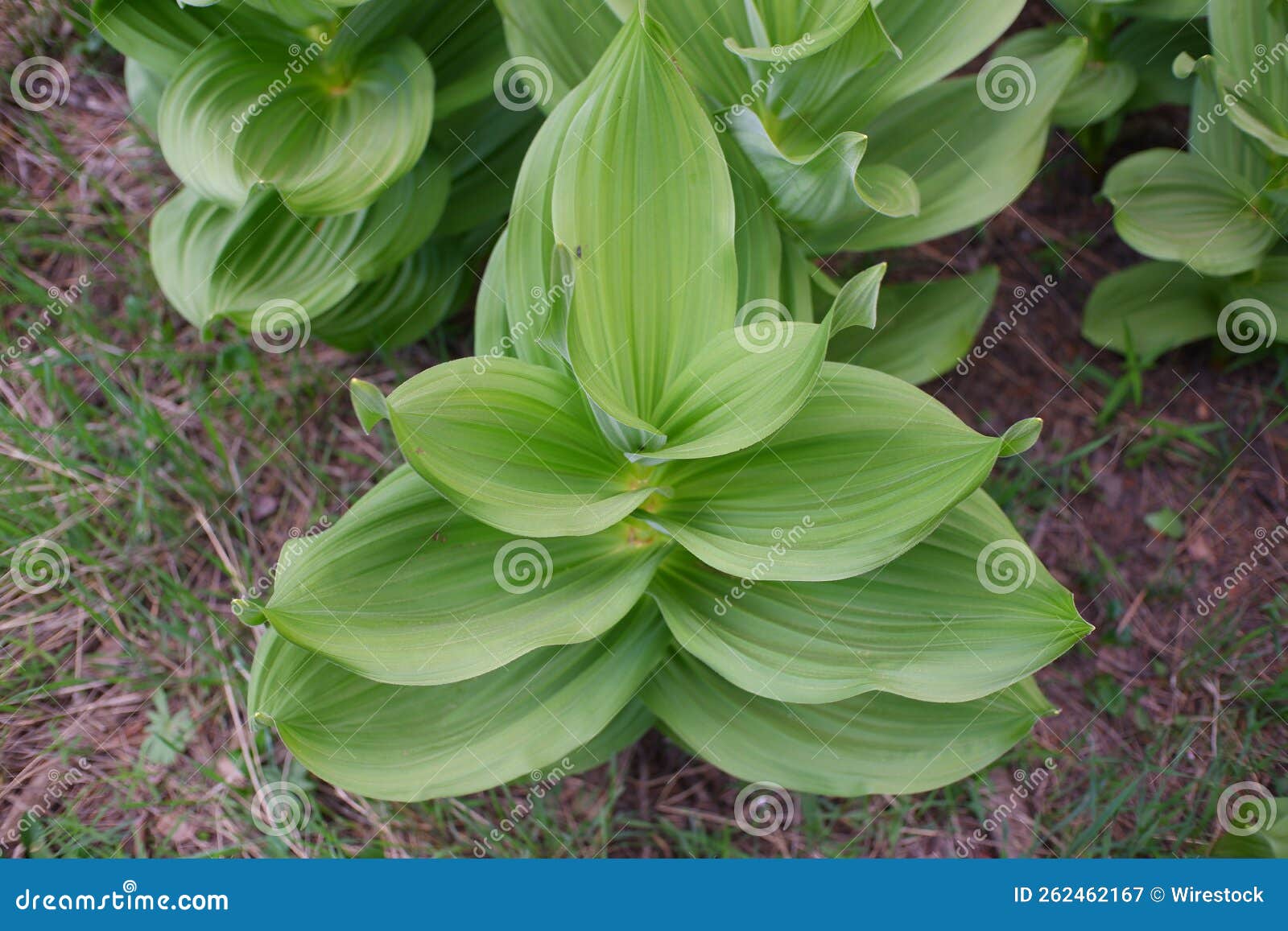 Top View of Veratrum Viride or False Hellebore Stock Image - Image of ...