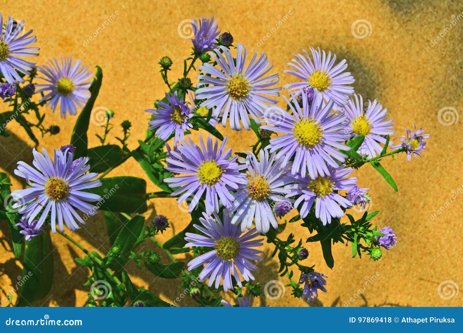 Top View of Violet Daisy Flowers Stock Photo - Image of pretty, flowers ...
