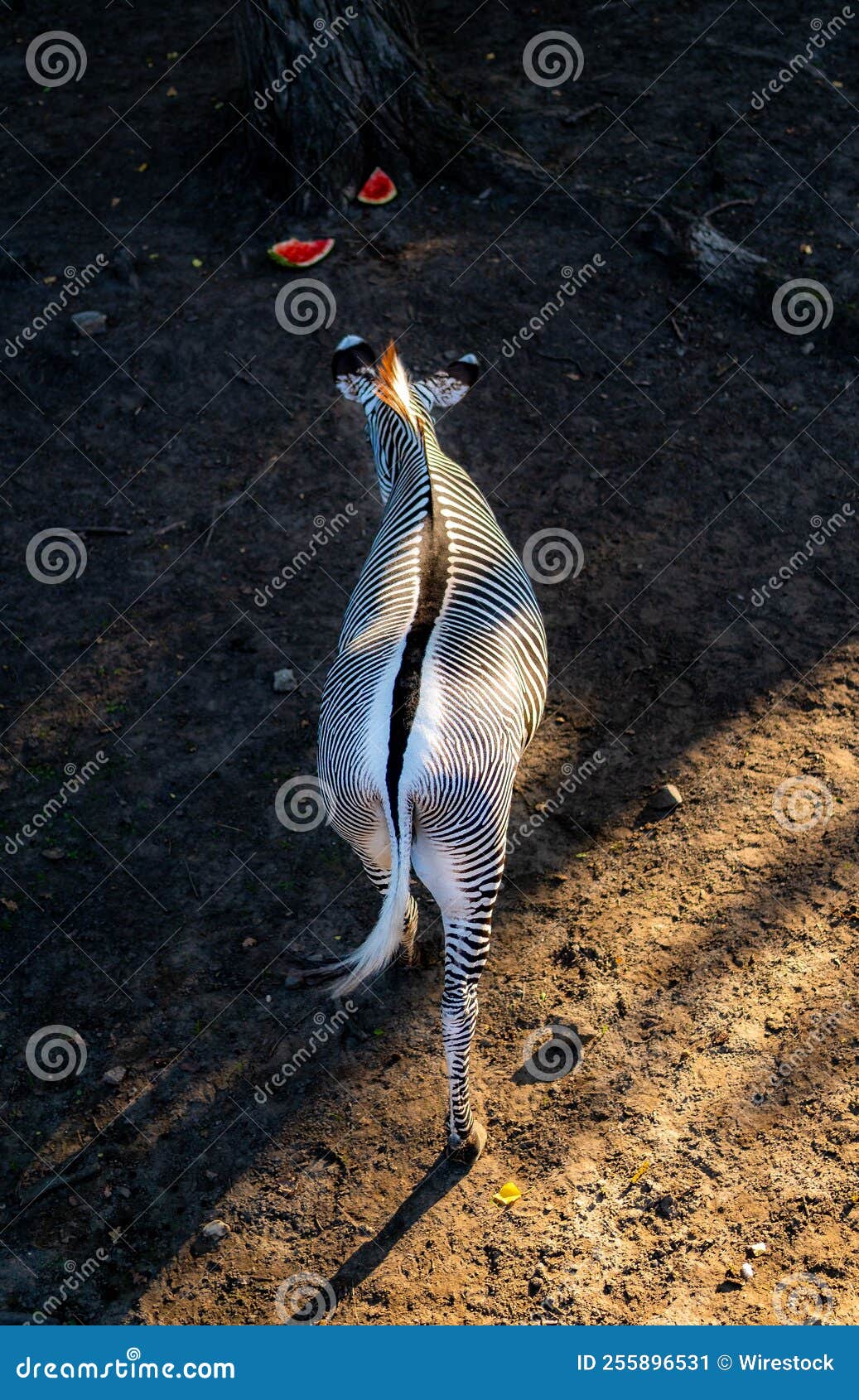 Top View of a Walking Zebra Stock Image - Image of black, stripes ...